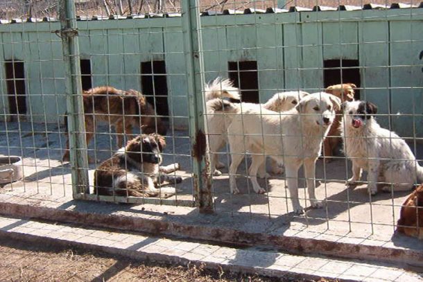 Un asistat de la Cantina de Ajutor Social are o alocaţie de hrană mai ...